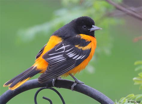 Baltimore Oriole Photos South Dakota Birds And Birding