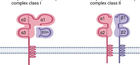 Figure 2 From Polymorphism Of Hla And Susceptibility Of Breast Cancer