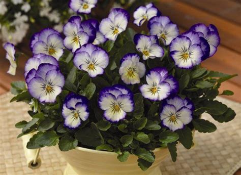 Картинки по запросу разновидность анютины глазки | Pansies, Flowers ...