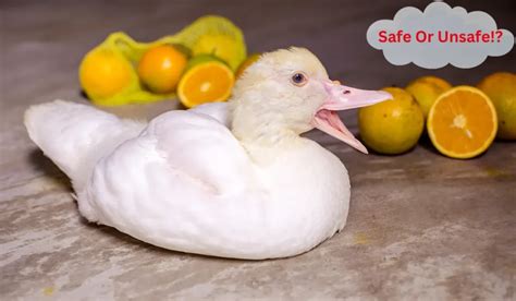 Can Ducks Eat Oranges 4 Reasons To Avoid