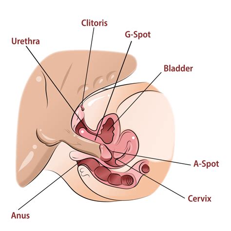 Cowboy Sex Position Technique Tips And Tricks For Deeper Hotter Sex School Of Squirt