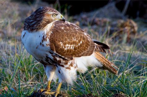 8 Species Of Hawk In Virginia Inc Awesome Photos