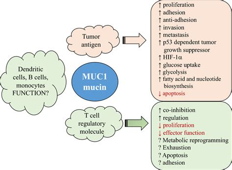 muc1 mucin a molecule with complex functions muc1 mucin can be
