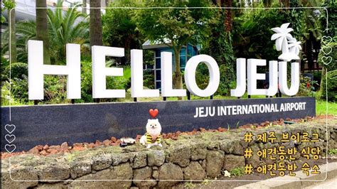 Jeju Vlog🍊 강아지랑 제주서쪽 여행🌴애견동반 숙소 카페 식당 소개애월 한림한담해변카페거리☕️ 새별