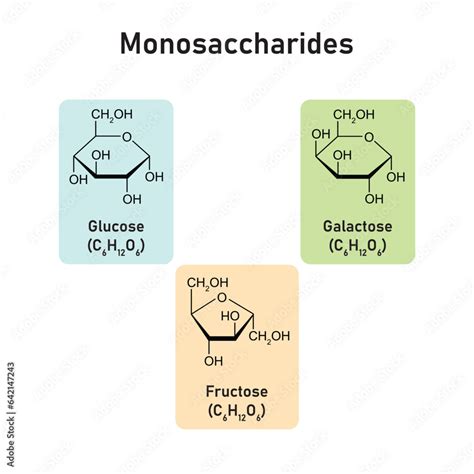 Monosaccharides Types Concept Design Vector Illustration Stock Vector