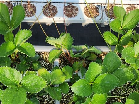 논산시 딸기 육묘기서 작은뿌리파리 증가 예찰과 방제 강화 당부