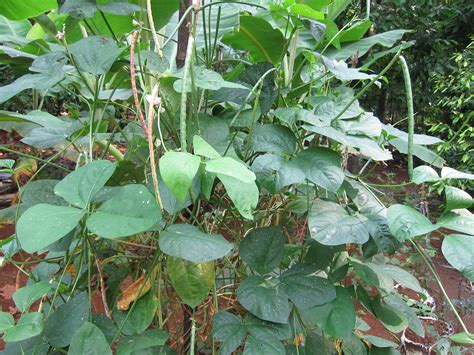 50 Iron Clay Cowpea Food Plot Forage Vigna Unguiculata Cow Pea Bean Le