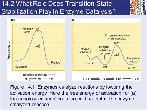 Enzyme Graph Transition State