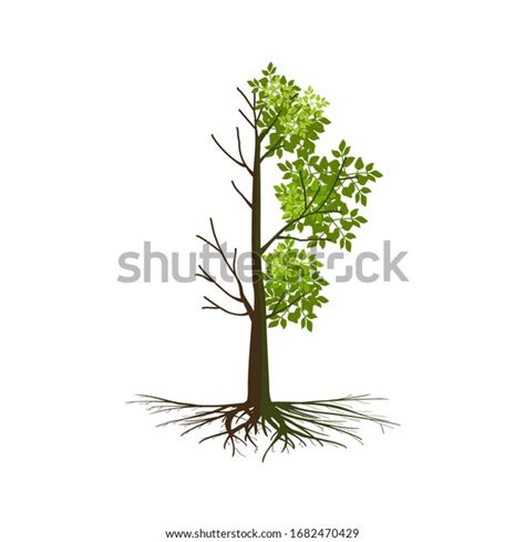 2 Hundred Tree Half Green Half Wither Royalty Free Images Stock
