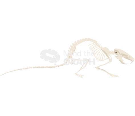 Free Rat Skeleton Sagittal Icons Symbols Pictures And Images Mind The Graph