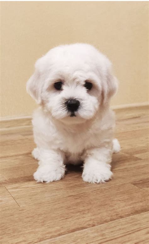 Кукольные малыши Бишон Фризе