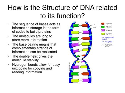 Ppt Nucleotides Powerpoint Presentation Free Download Id672807