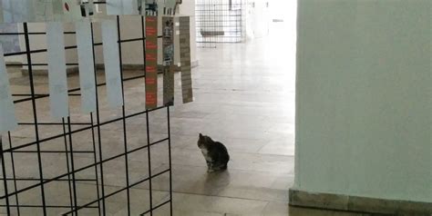 Taşkışla Cat Mithat Konar The Blog