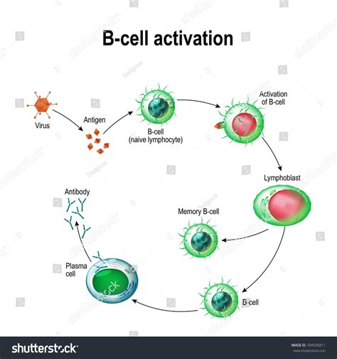 Memory B Cells T Cells And Some Become Cellspics