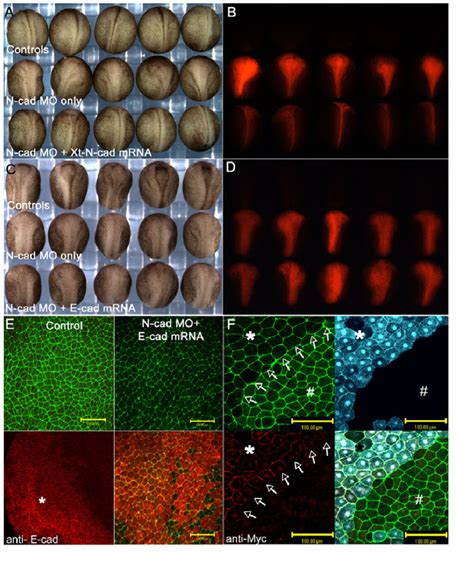 N And E Cadherin Cannot Replace Each Other In The Neural And Non Neural Download Scientific