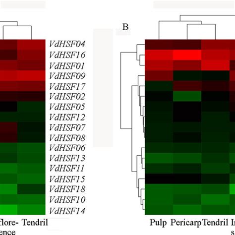 Average Linkage Hierarchical Clustering Analysis Of The Hsfs Expression
