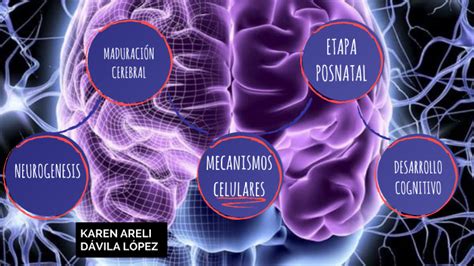 Desarrollo Cognitivo Y Maduracion Cerebral By Karen Dávila On Prezi