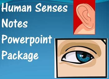 Five Senses PowerPoint Presentations By The Teacher Team TpT