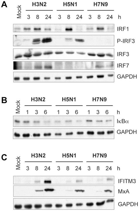 A Immunoblot Analysis Of Irf1 Phosphorylated Irf3 And Irf7 Protein