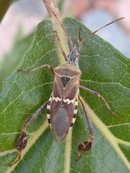 Leaf Footed Bug In Arizonas Sycamore Canyons