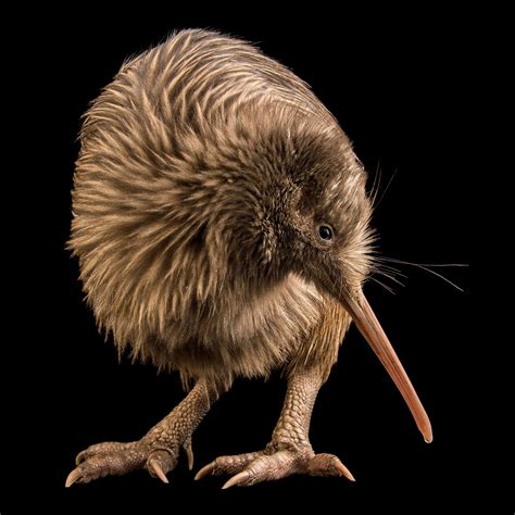 Kiwi 10 Fun Facts About The New Zealand Kiwi Bird