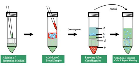 Pbmc Isolation Tube Collect Pbmcs In Just 15 Minutes Smtrabio Pbmc Isolation Tube Collect Pbmcs In Just 15 Minutes Smtrabio
