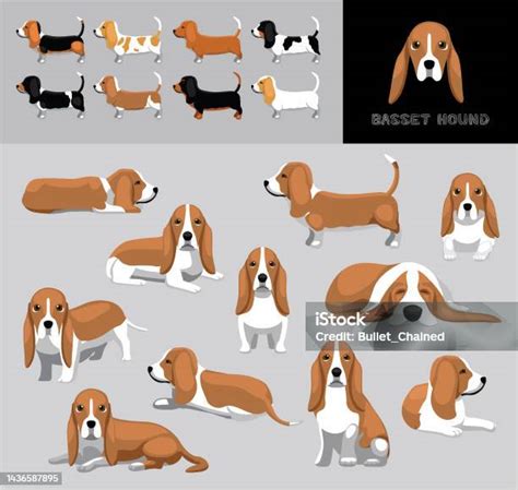 개 바셋 하운드 브라운 코트 만화 벡터 일러스트 레이 션 색상 변형 세트 개에 대한 스톡 벡터 아트 및 기타 이미지 개
