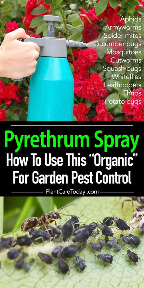 What Is A Pyrethrum Spray And How To Use It On Plants