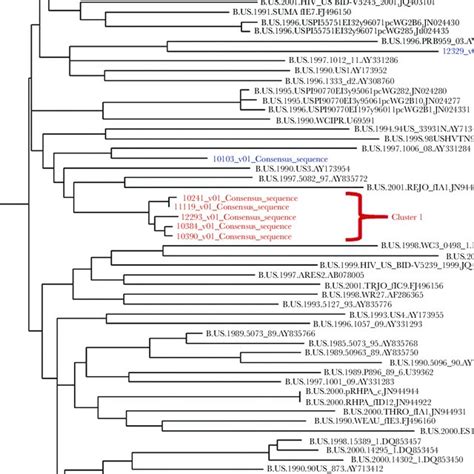 maximum likelihood phylogenetic tree of concatenated consensus