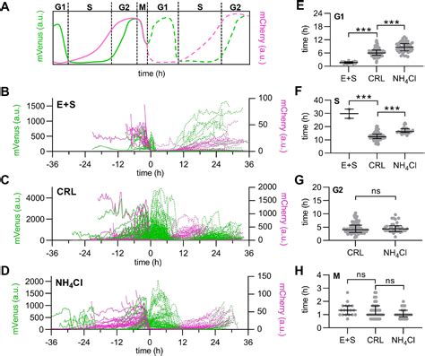 Single Cell Intracellular Ph Dynamics Regulate The Cell Cycle By Timing The G1 Exit And G2