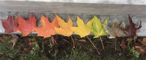 Tree Sign Language Early Fall Color Nature Up North