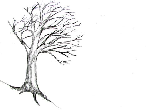 How To Draw A Tree Without Leaves