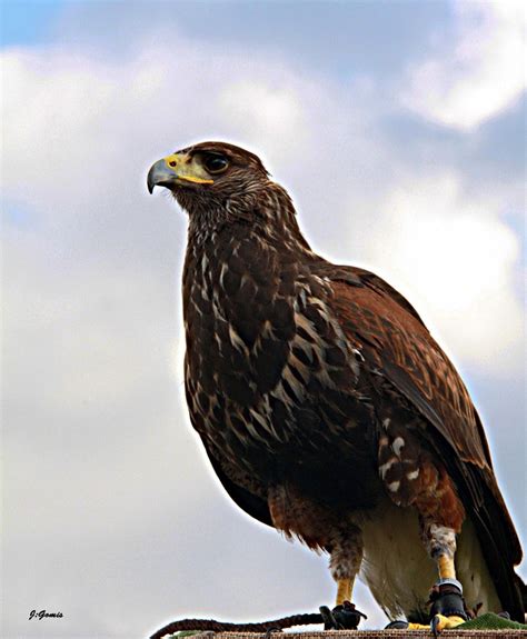 Alcon - Imagui