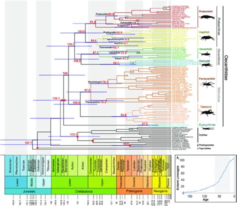 Time Calibrated Phylogenetic Tree Of Oecanthidae Divergence Time Download Scientific Diagram