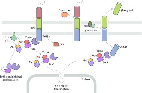 App Processing Pathways Involved In The Activation And Release Of The Download Scientific