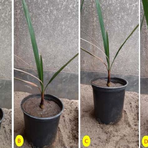Date Palm Root Rot Symptoms Were Observed On Cv Barhey A Cv Majdol Download Scientific