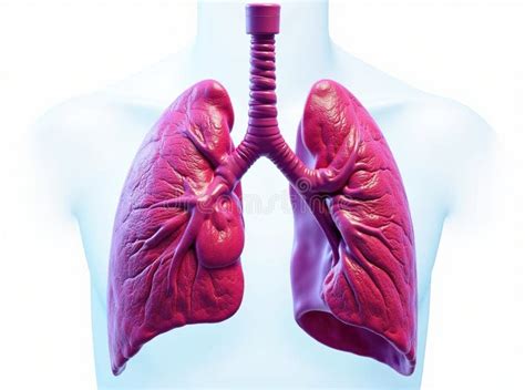 Detailed Axial Maximum Intensity Projection Stock Illustrations 3