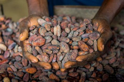 Cocoa Bean Description History Cultivation Processing Products Facts Britannica