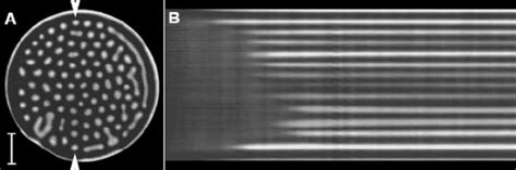 Dynamics Of Pattern Development In The Turing Domain Conditions Are Download Scientific