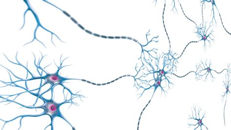 The Neurons Which Fire Repeatedly In Quick Succession Wire Together