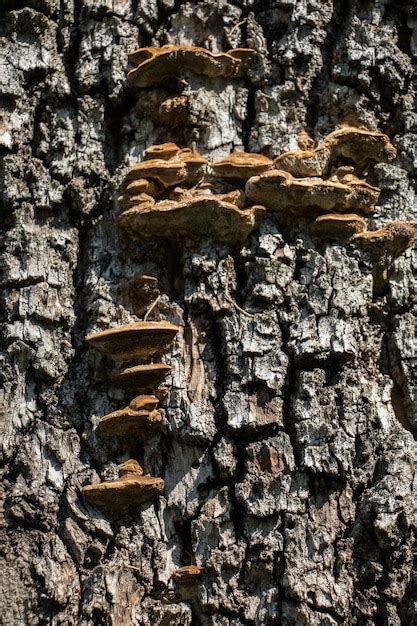 Premium Photo Close Up Tree Bark Texture As A Background