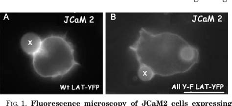 Figure 1 From Synergistic Assembly Of Linker For Activation Of T Cells