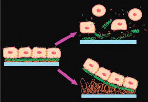 Cell Sheet Harvesting Trypsin Download Scientific Diagram