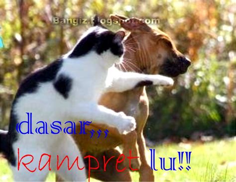 Wallpaper Gambar Kucing Dengan Kata Kata Bangiz