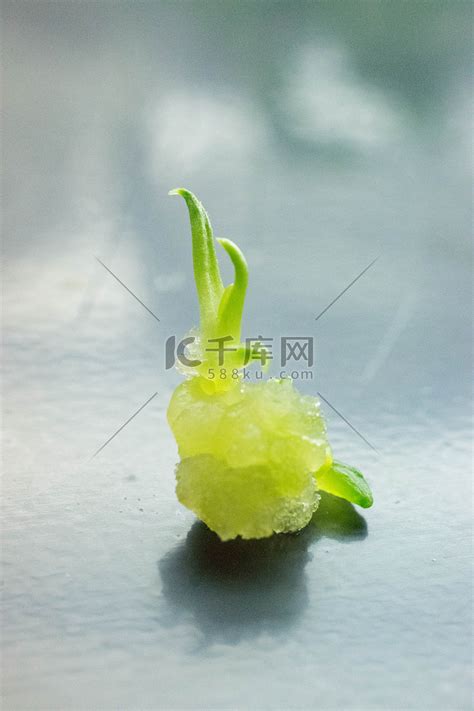 体外植物微繁殖，来自愈伤组织培养的植物高清摄影大图 千库网