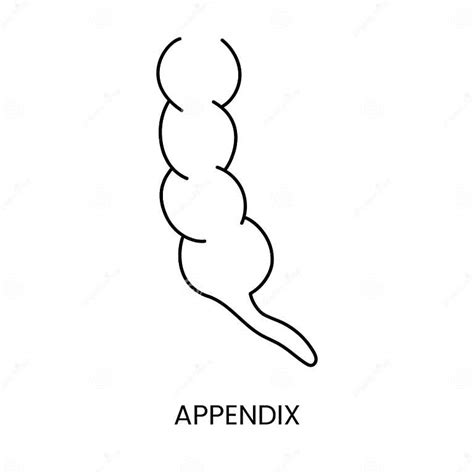The Human Appendix Is An Anatomical Icon Of A Line In A Vector An