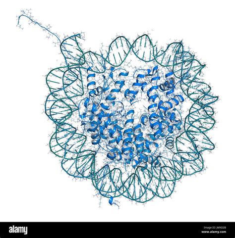 Dna Nucleosome Molecular Model Cut Out Stock Images And Pictures Alamy