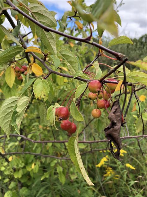 Fruit Tree Identification Help Michigan Sportsman Online Michigan Hunting And Fishing Resource