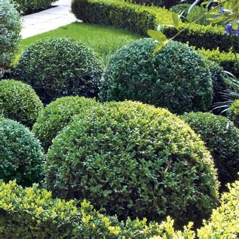 Buis Boule Jardinerie Fr
