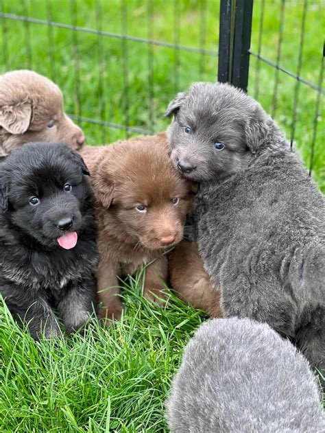Steel Blue German Shepherd